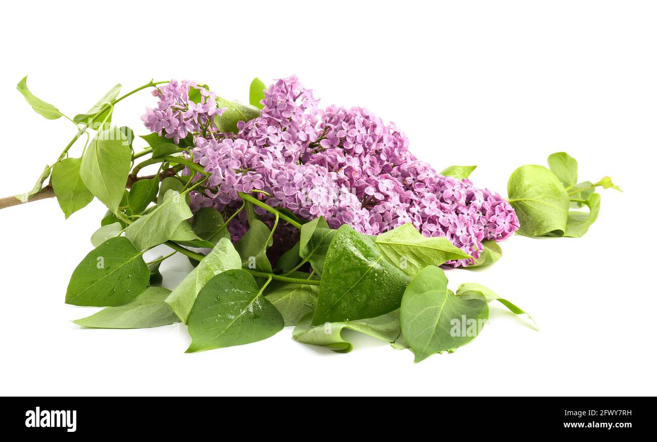 Beautiful lilac flowers on white background Stock Photo - Alamy