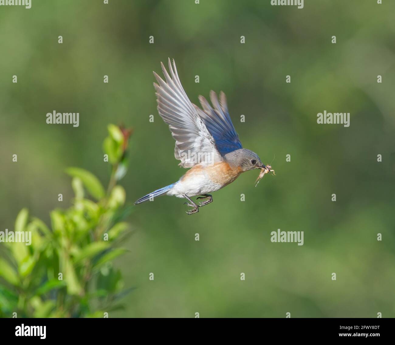 Female bluebirds hi-res stock photography and images - Alamy