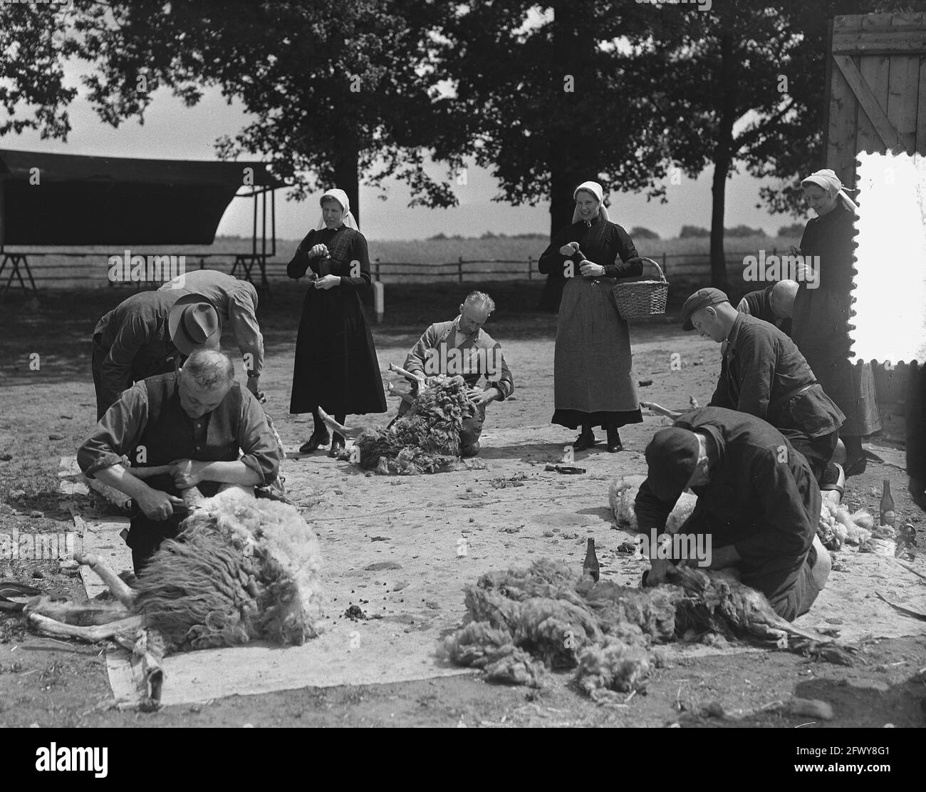 Old customs at sheep shearing Ede restored, 9 June 1954, sheep shearing ...