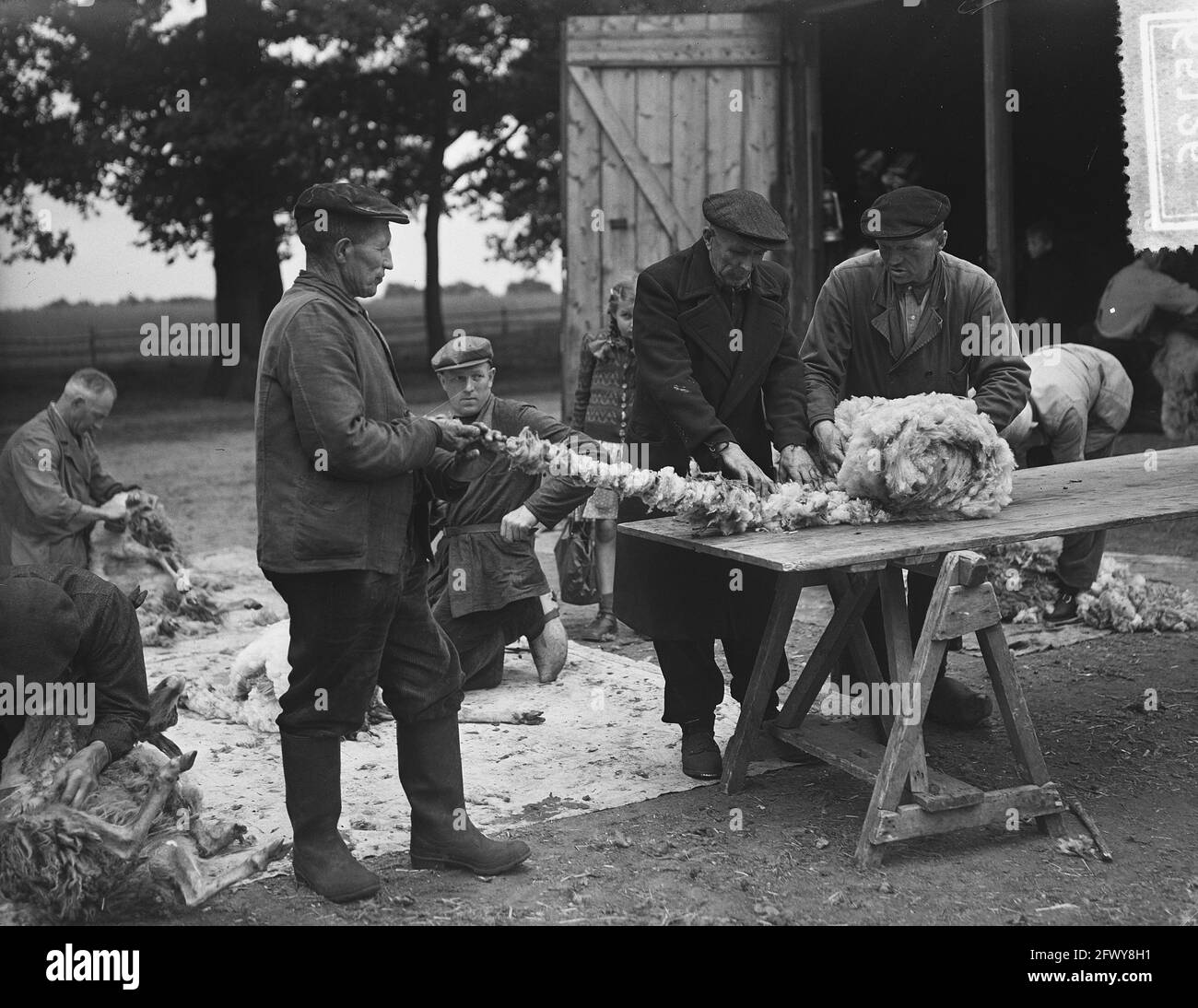 Old customs at sheep shearing Ede restored, 9 June 1954, sheep shearing ...