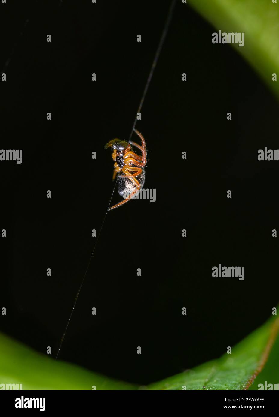 Spider climbing a web hi-res stock photography and images - Alamy