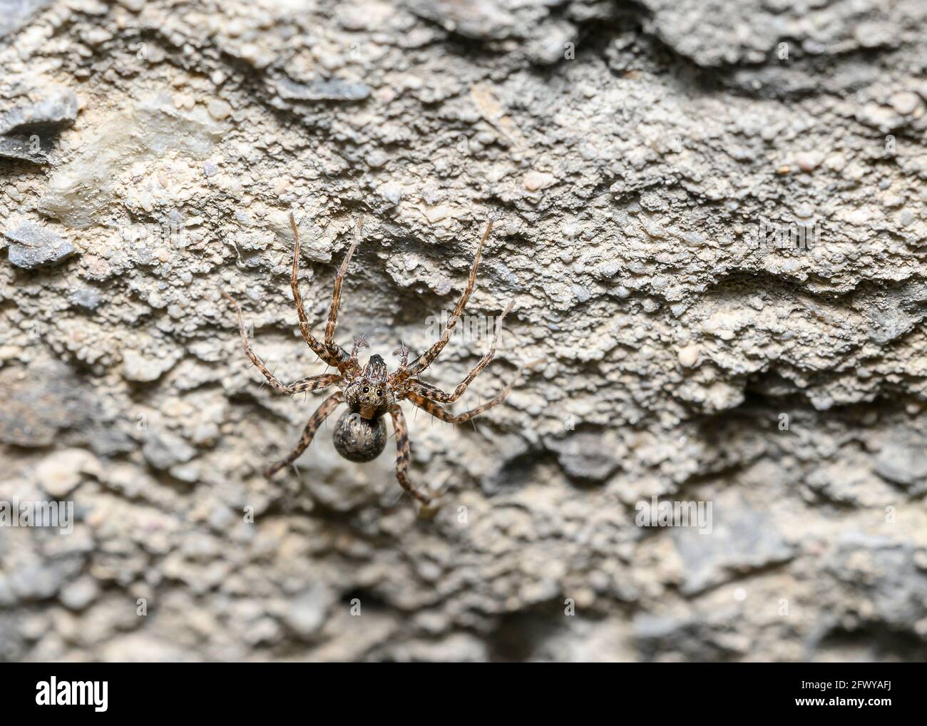 Close up of spider sitting on the concrete surface Stock Photo - Alamy