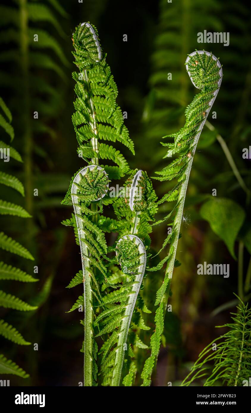 Fern branches curling like heads on long necks in the forest against a ...