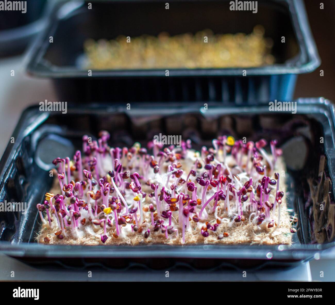 Micro leaf radish hi-res stock photography and images - Alamy