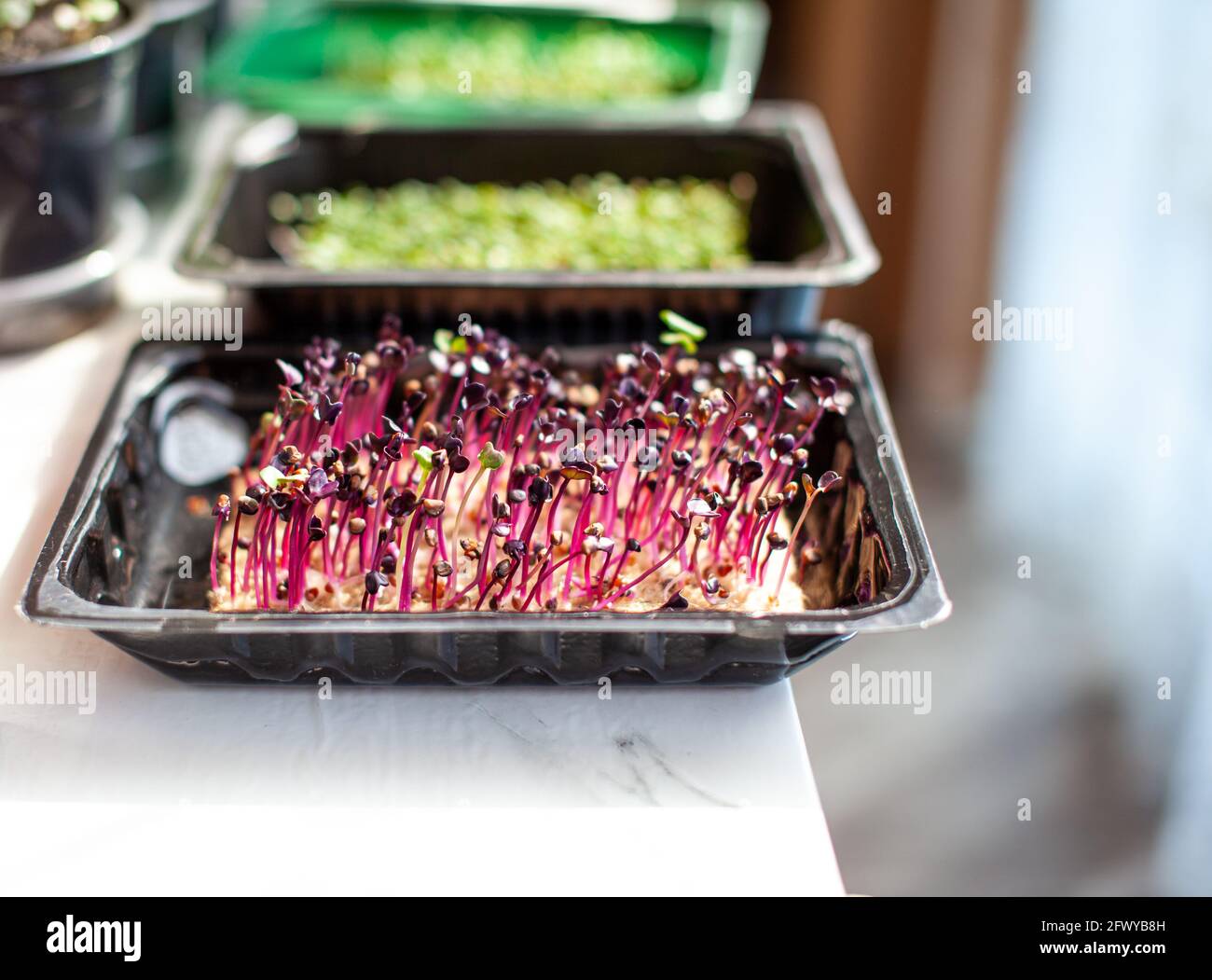 Purple micro-green radish sprouts in a tray or container Stock Photo ...