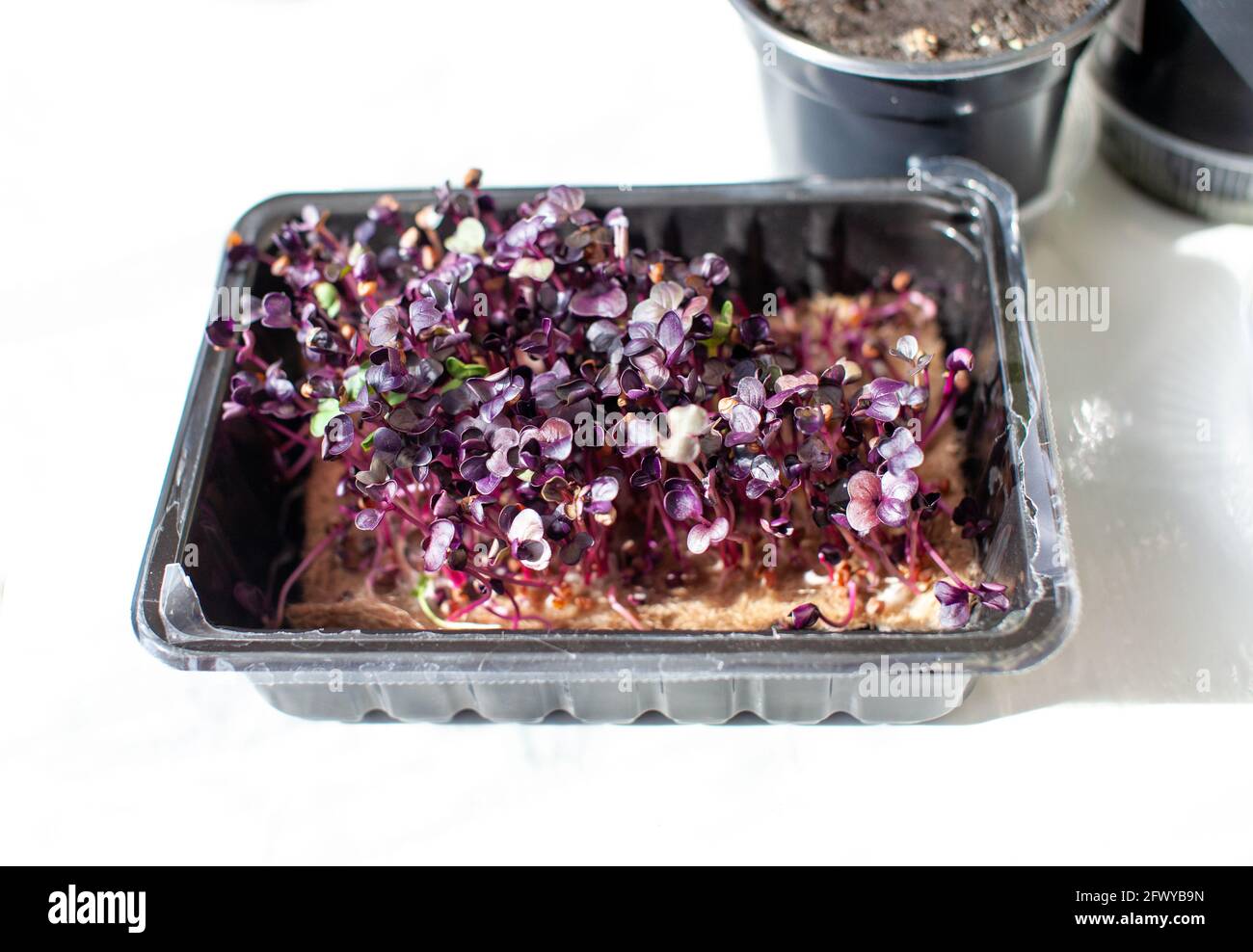 Micro leaf radish hi-res stock photography and images - Alamy