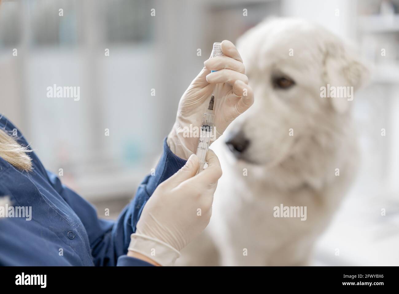 What Is Dog Rabies Vaccine Called