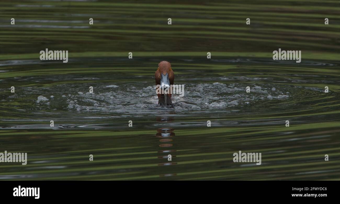 Dripping duck hi-res stock photography and images - Alamy