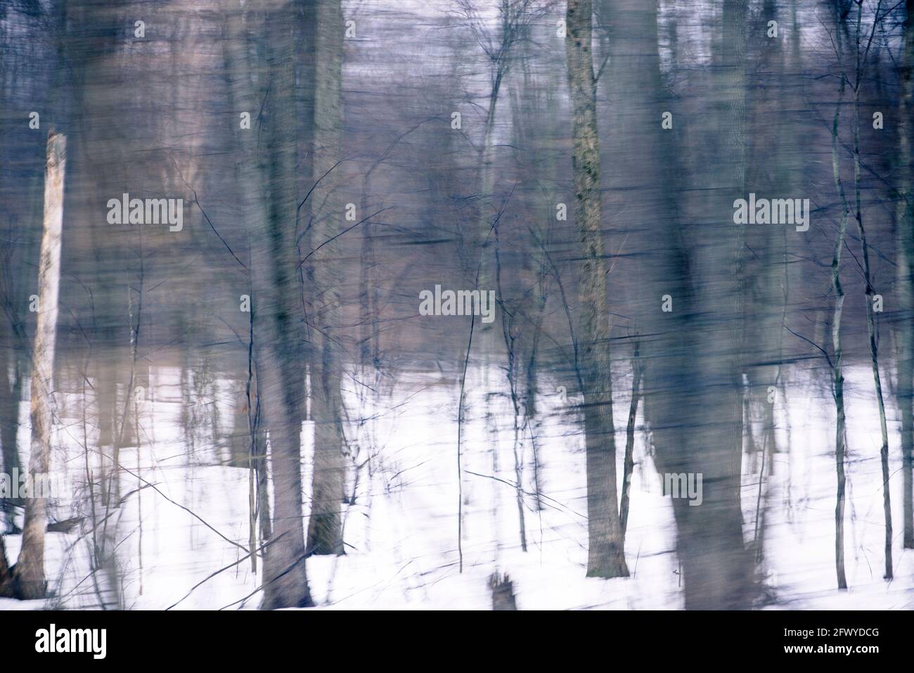 Winter forest abstract Stock Photo - Alamy