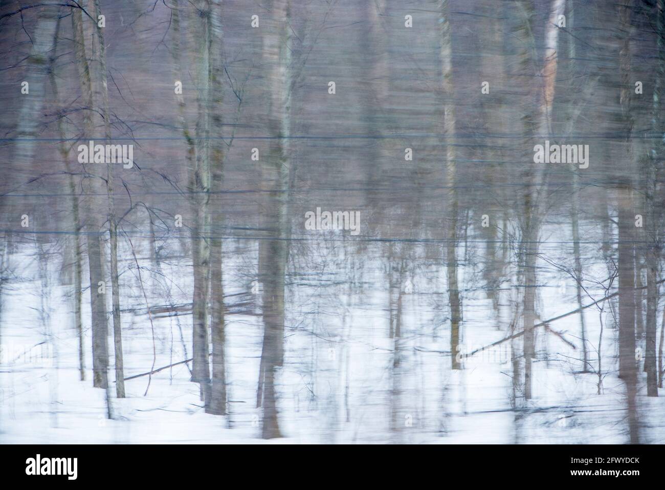 Fuzzy forest hi-res stock photography and images - Alamy