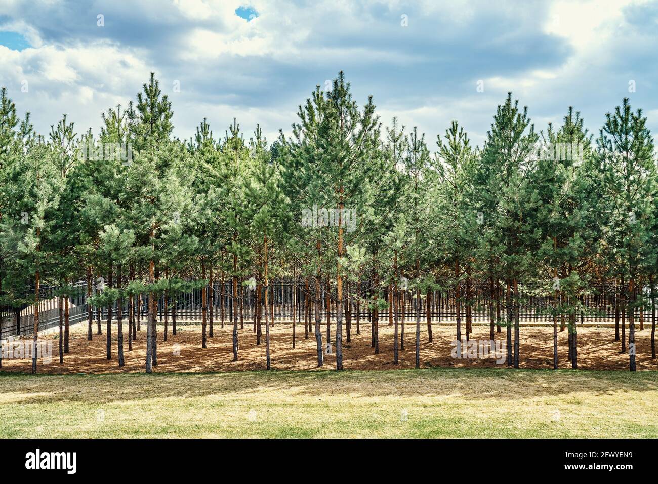 Rows of pine tree hi-res stock photography and images - Alamy