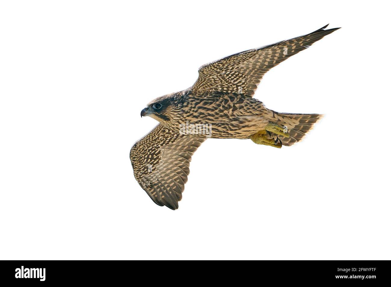 Peregrine Cut Out Stock Images & Pictures - Alamy