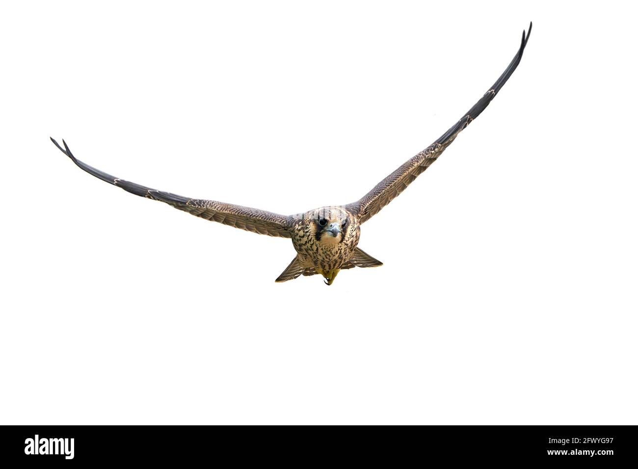 White falcon Cut Out Stock Images & Pictures - Alamy