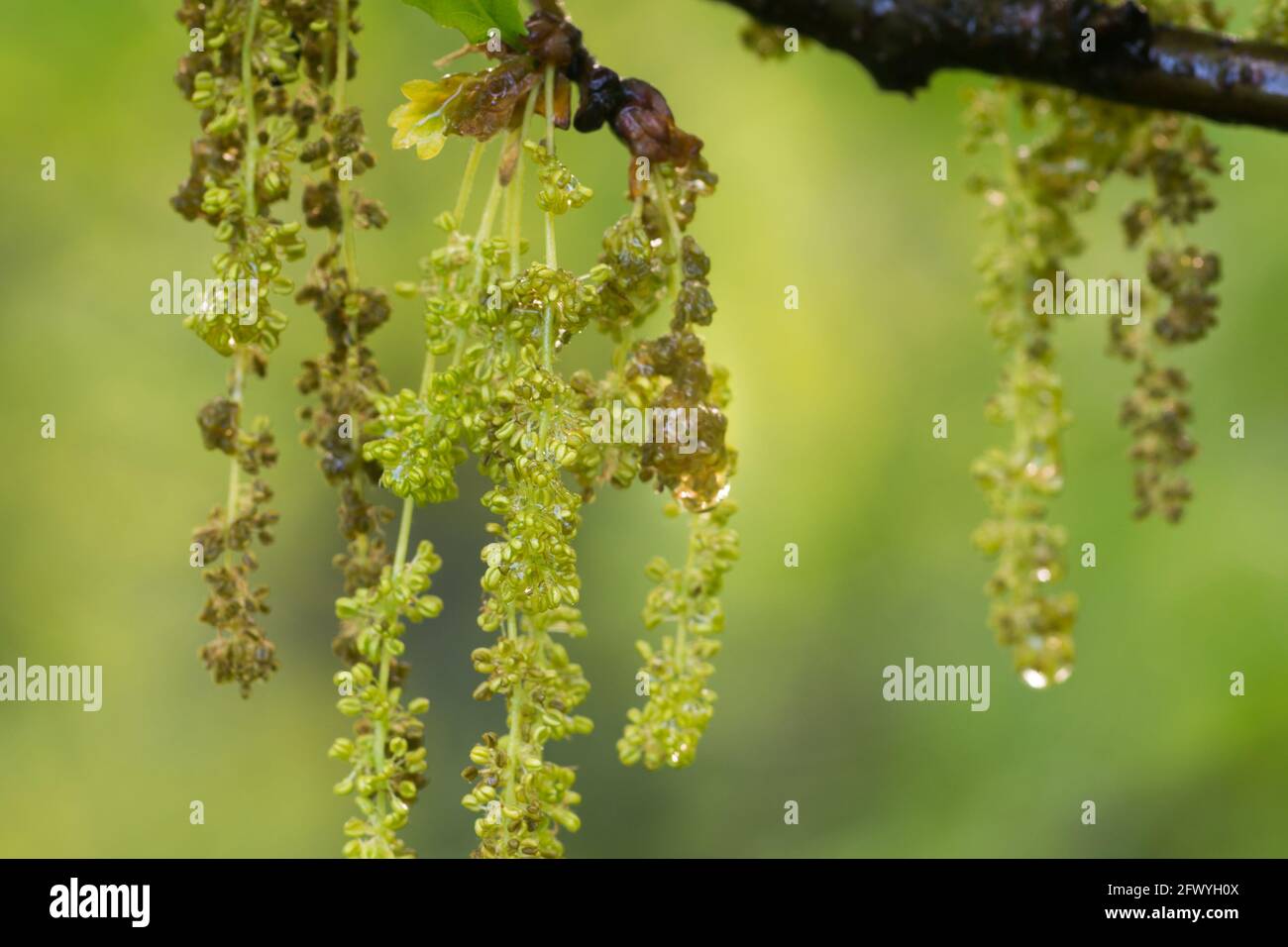 Quercus rubra, northern red oak, spring flowers and leaves closeup ...