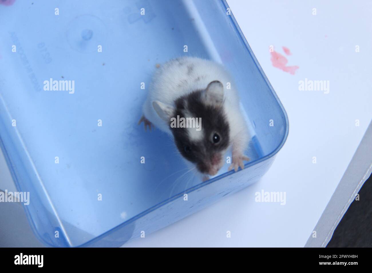 cute white hamster in container with isolated white background. cute ...