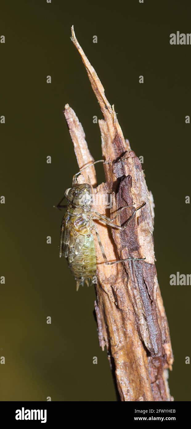 Dragonfly nymph hi-res stock photography and images - Alamy
