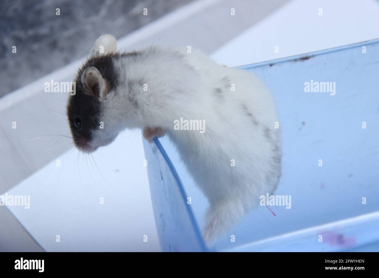 cute white hamster in container with isolated white background. cute ...