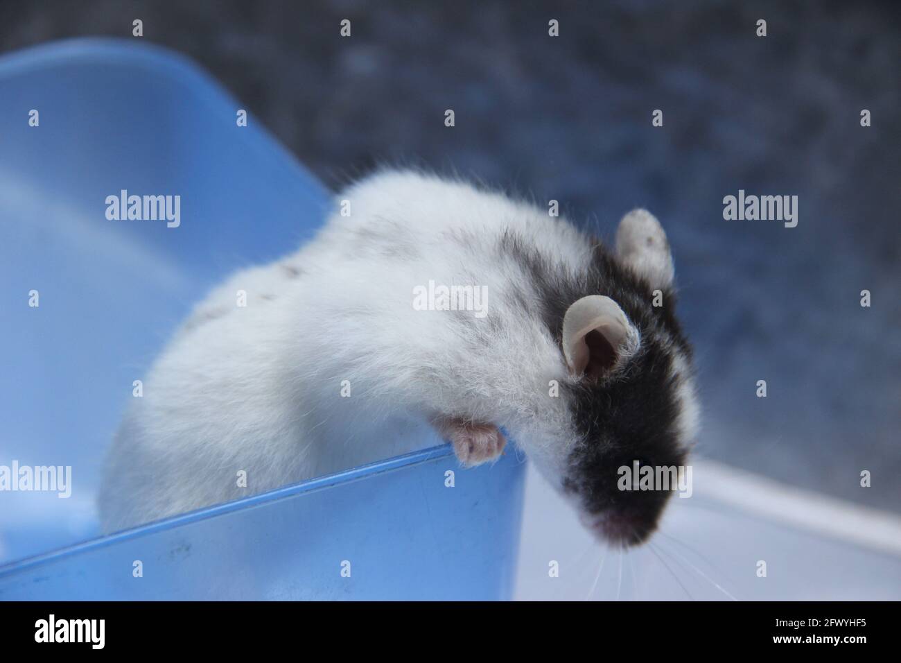 cute white hamster in container with isolated white background. cute ...