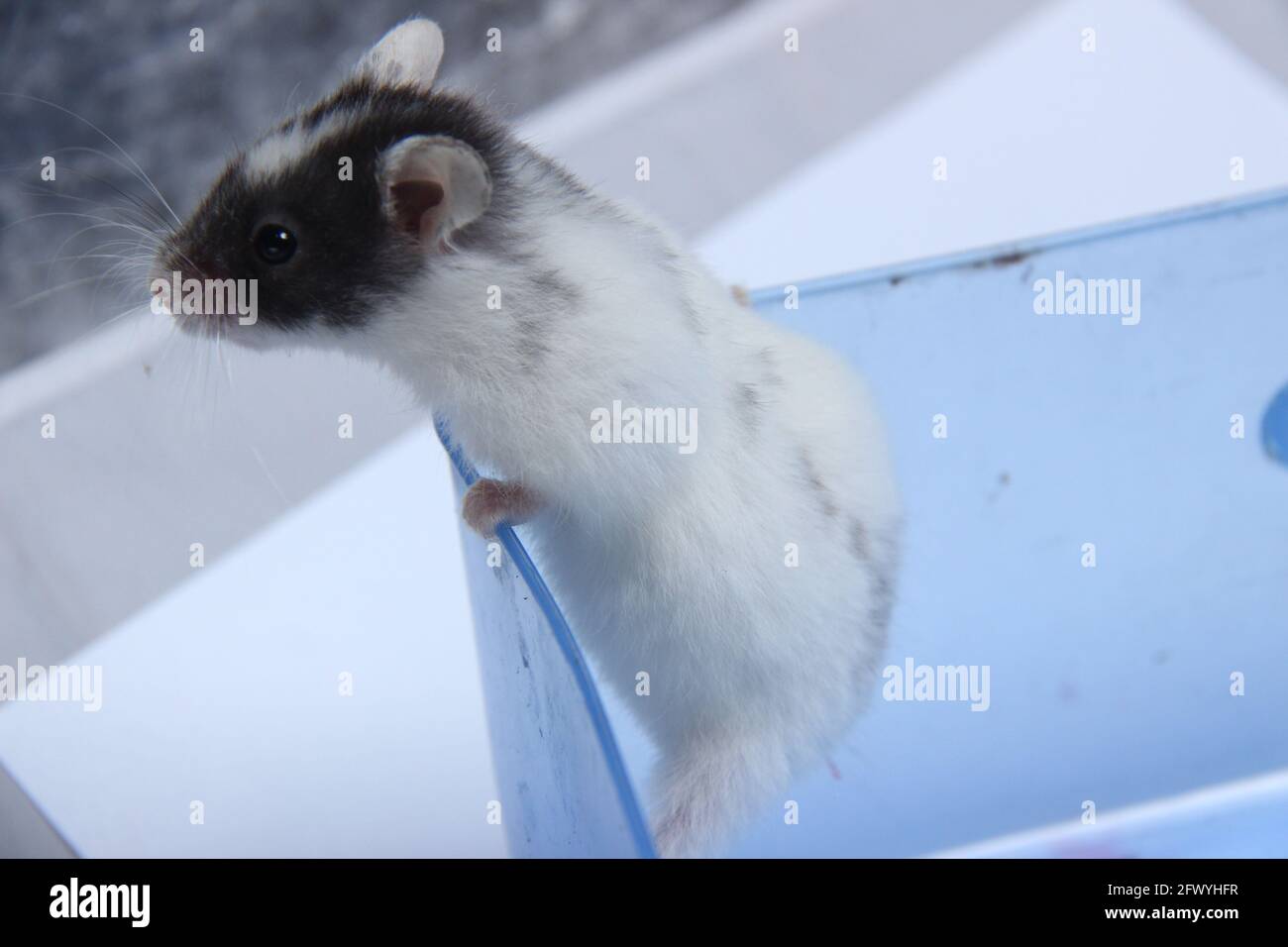 cute white hamster in container with isolated white background. cute ...