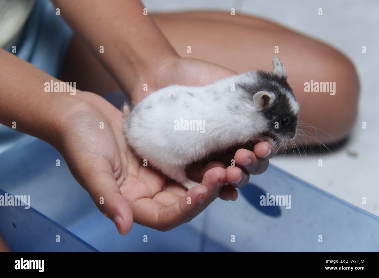 Playing hamster hi-res stock photography and images - Alamy