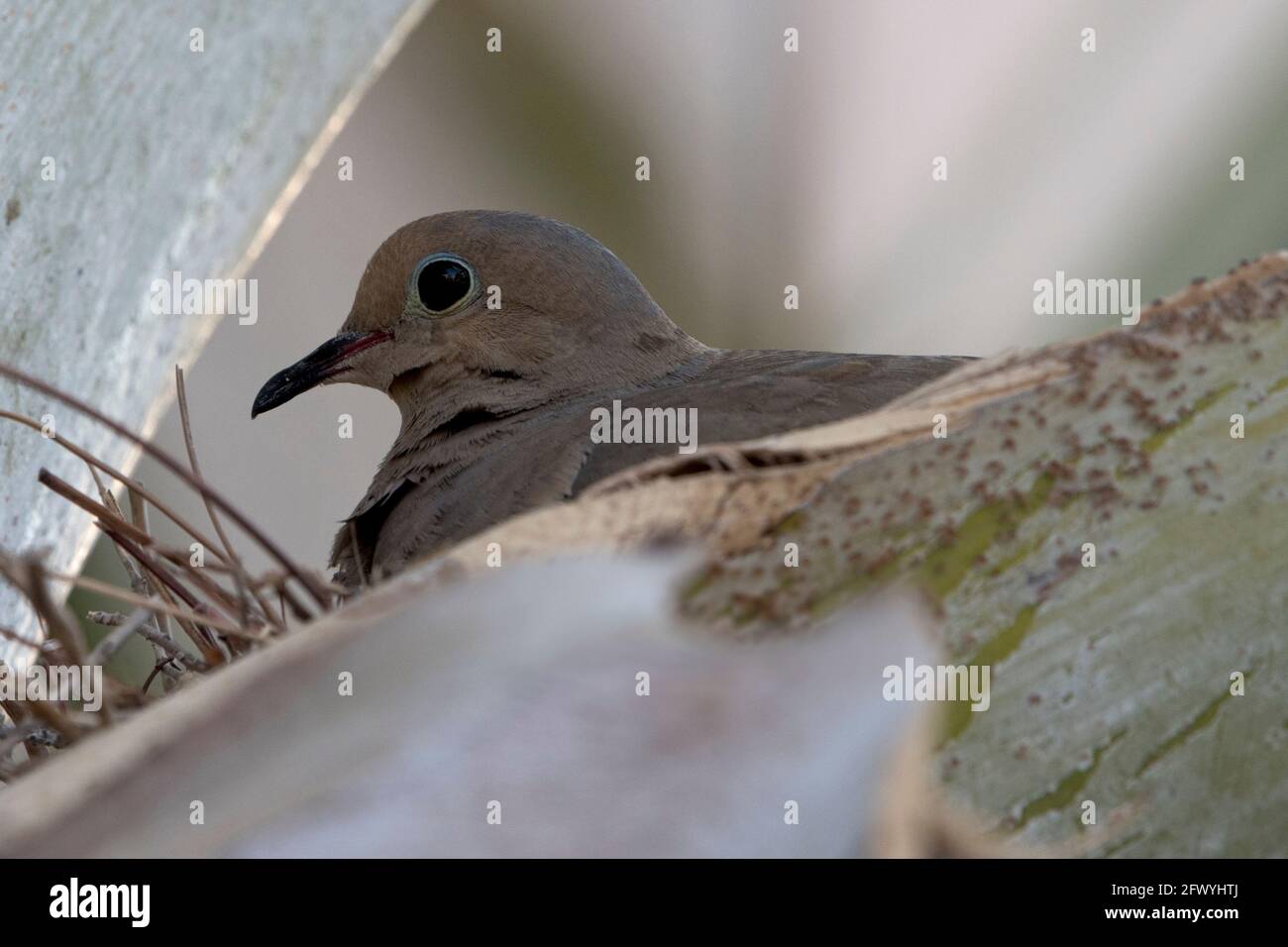 Young female dove hatching her eggs Stock Photo - Alamy