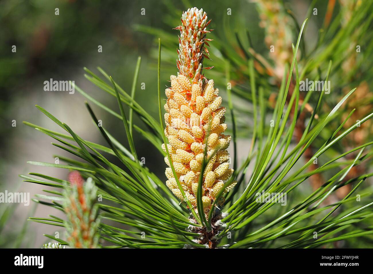 Pine cone in spring. A young cone on a pine tree Stock Photo - Alamy