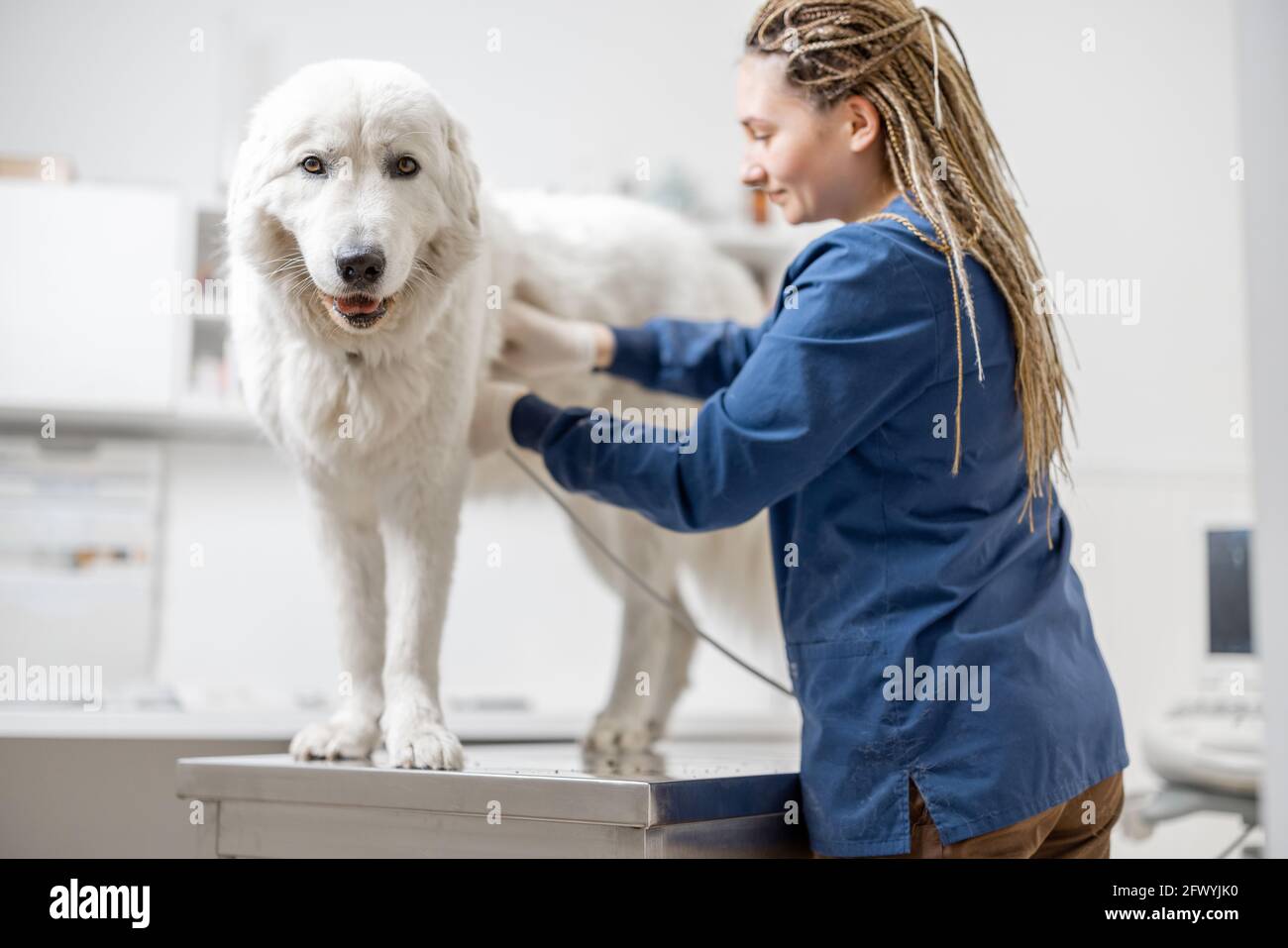 Female veterinarian examines big white dog using ultrasound while ...
