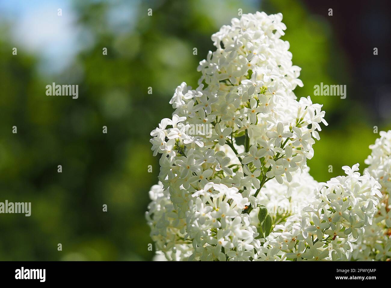 White lilac. White lilac bush Stock Photo - Alamy