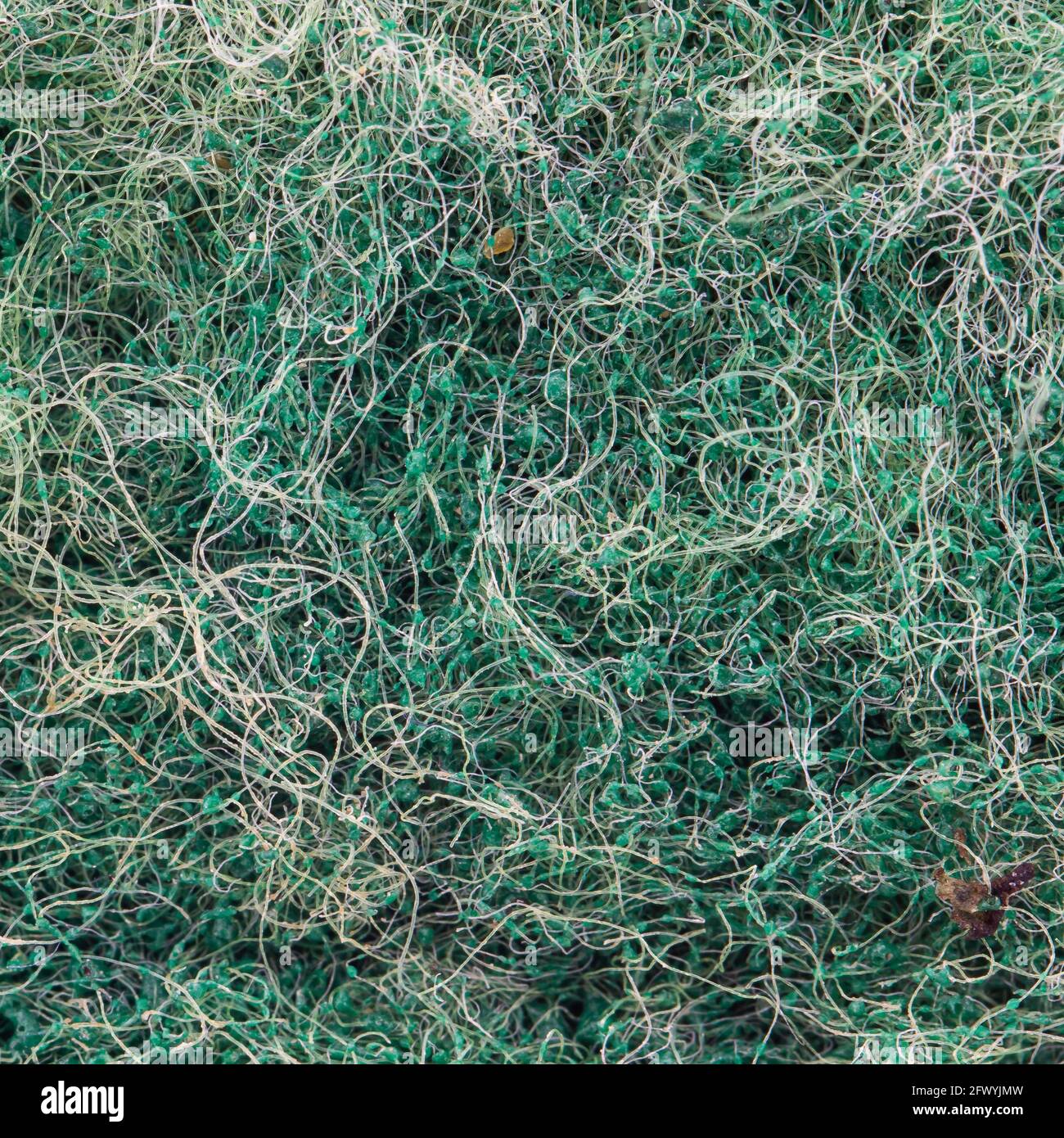 Sponge detail hi-res stock photography and images - Alamy