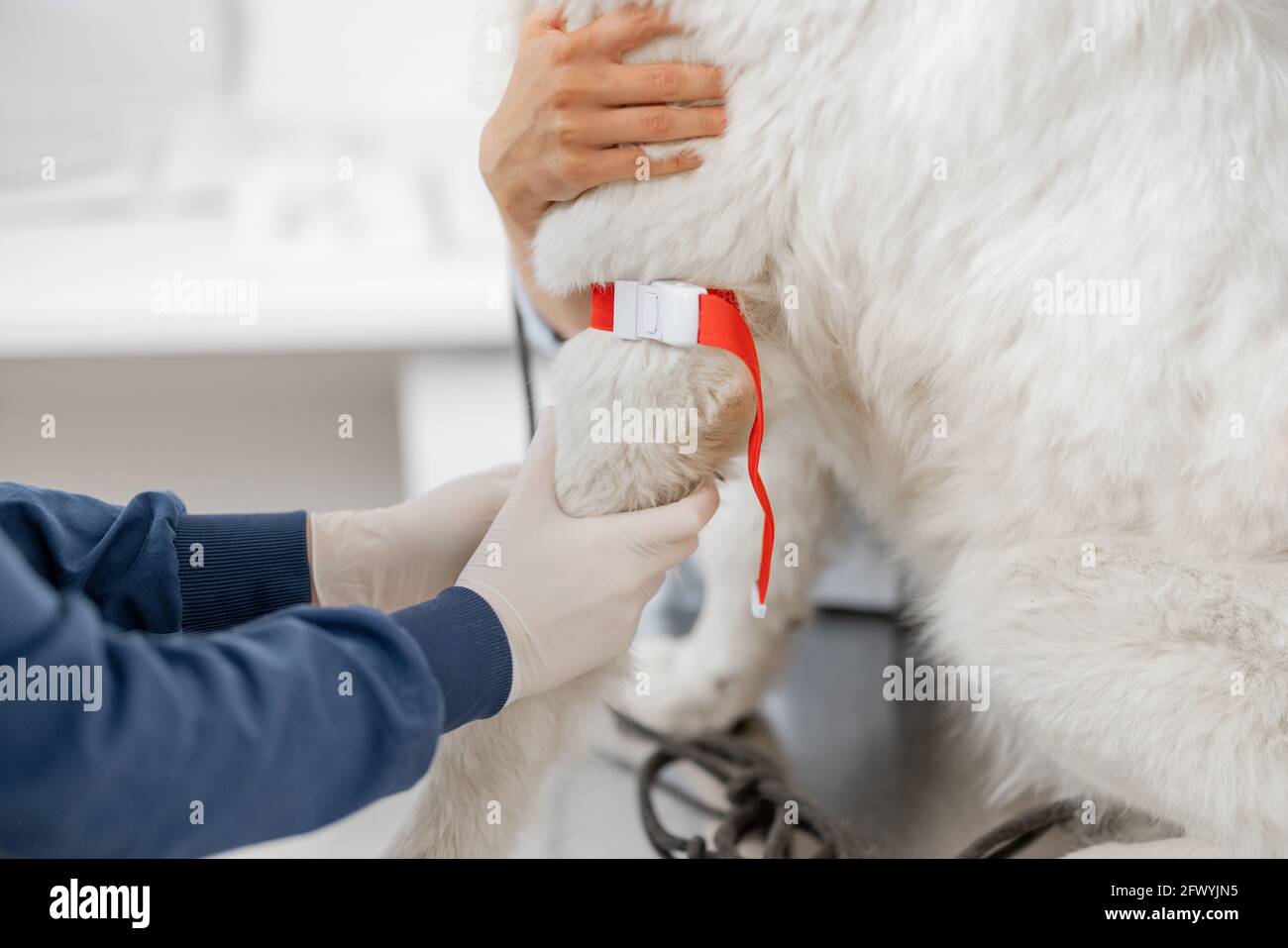 Veterinarian takes blood from a dog's paw with a syringe for analysis ...