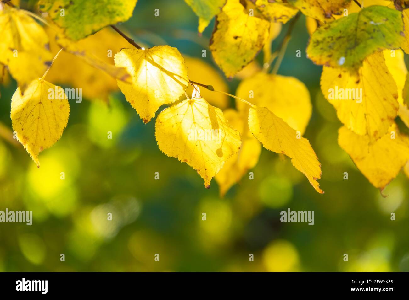 Aspen branches with yellow leaves in autumn against. Bright yellow and ...