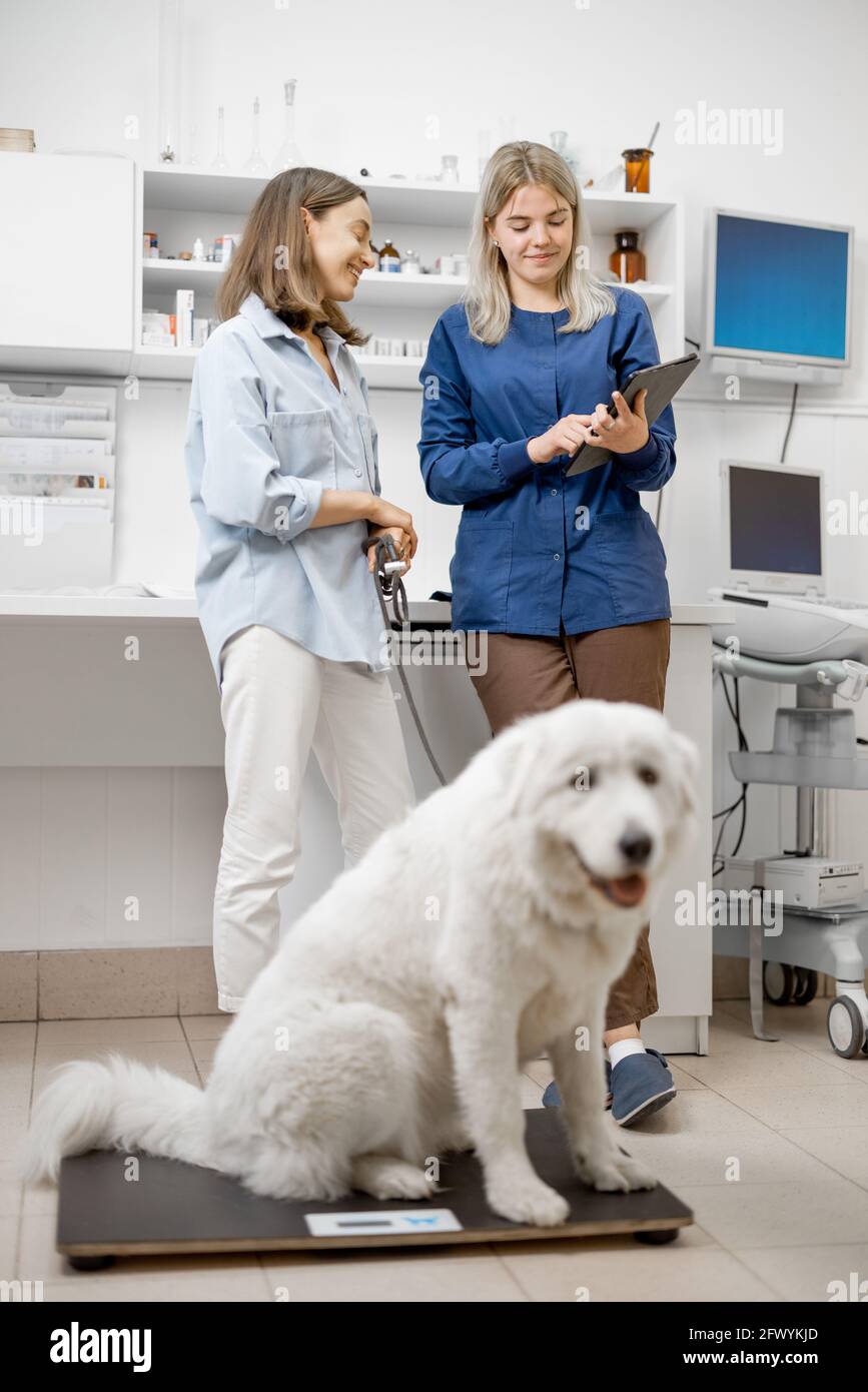 Vet weighing overweight dog hi-res stock photography and images - Alamy