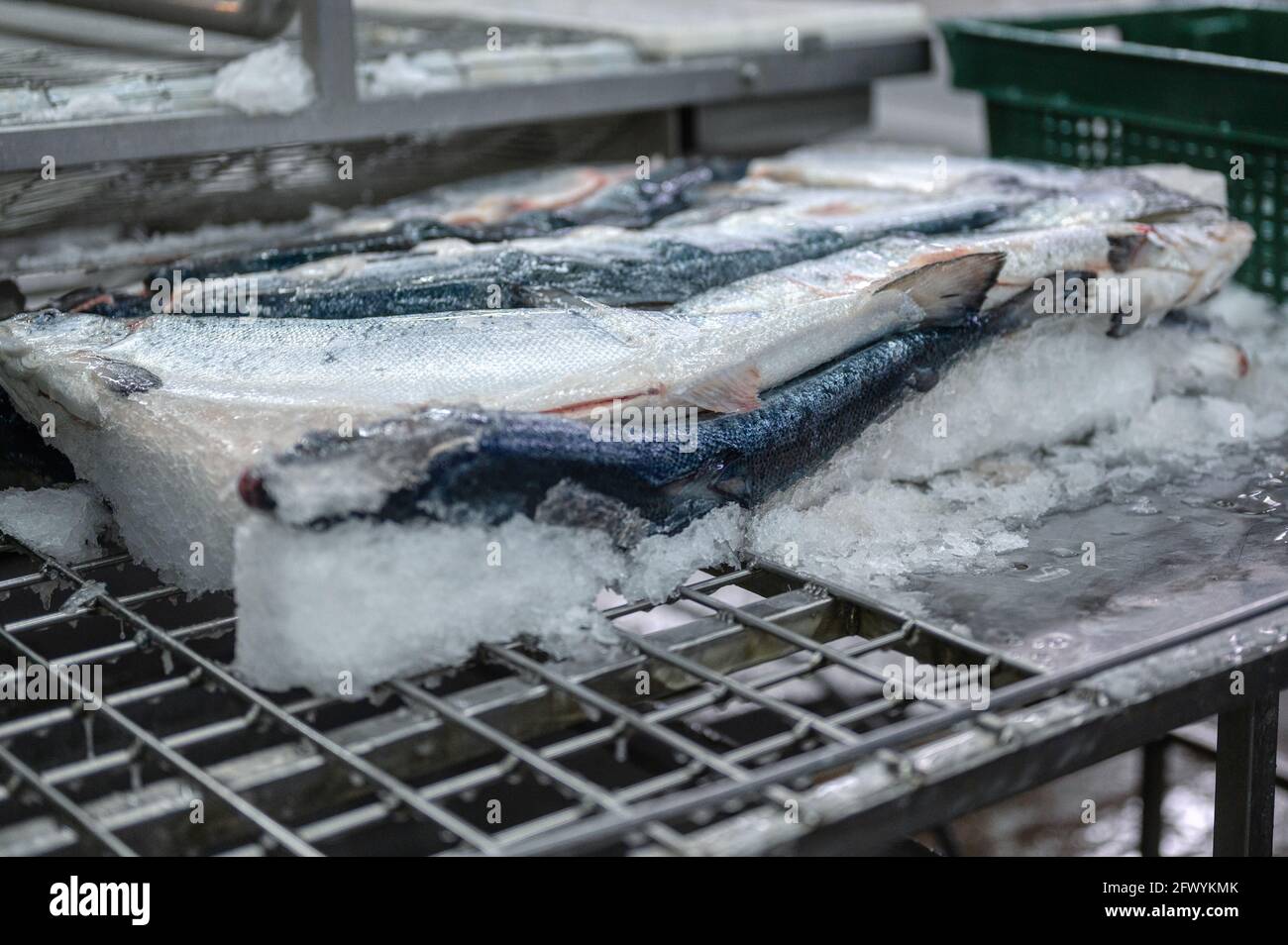 Frozen carcasses hi-res stock photography and images - Alamy