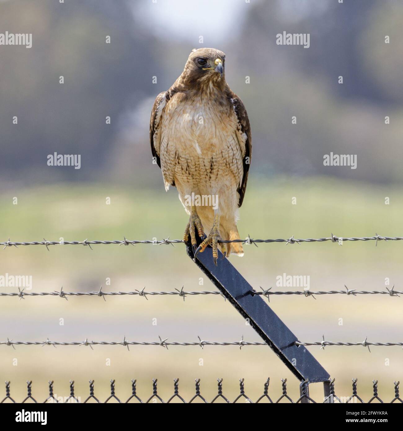 Red tailed hawk perched hi-res stock photography and images - Alamy