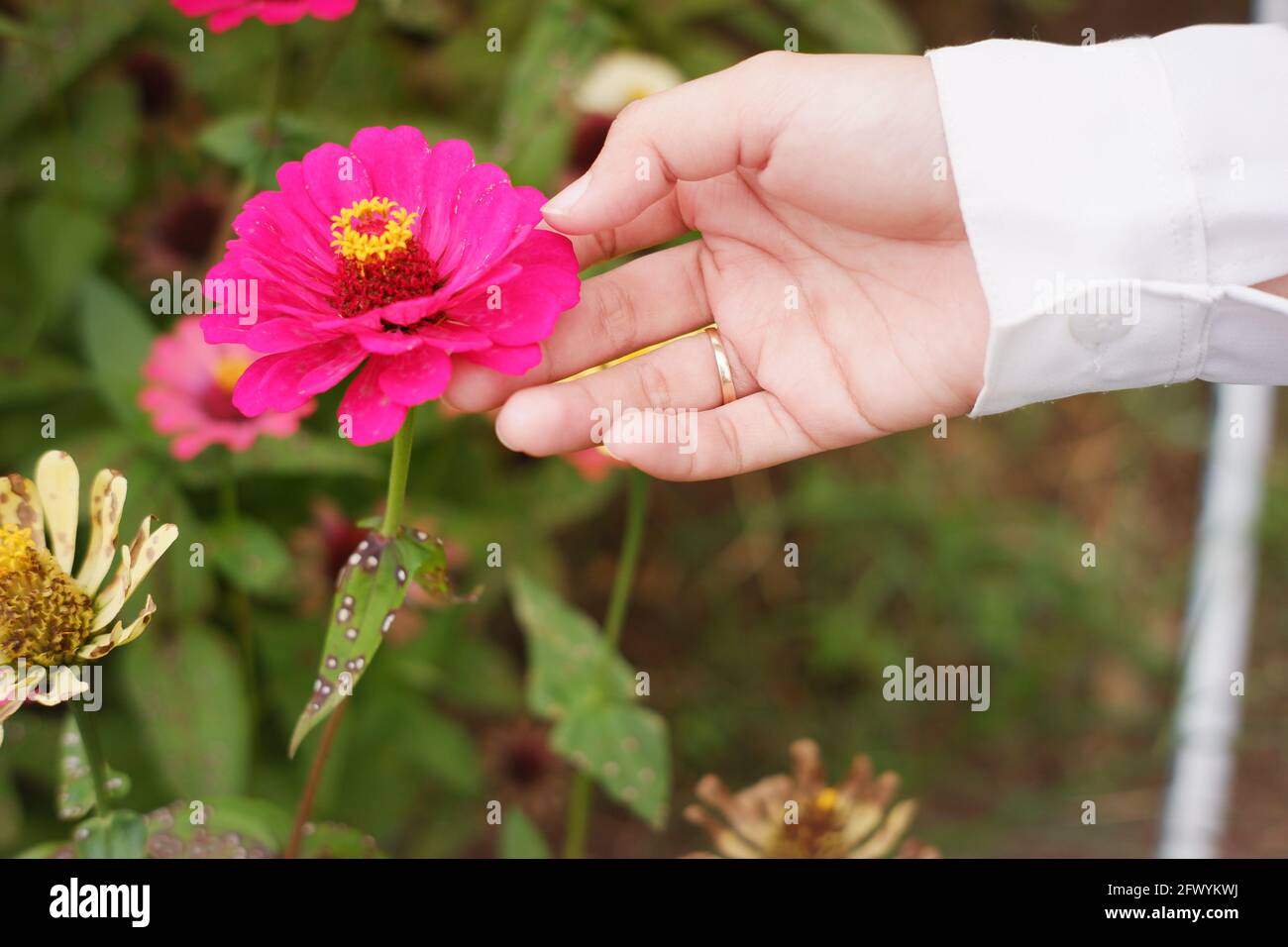 a close up of a woman's hand touching a fresh and blooming pink flower ...