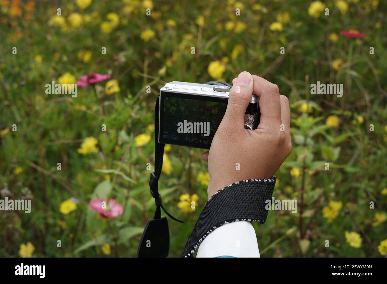 a woman's hand holding a camera photographing the cosmos caudatus ...