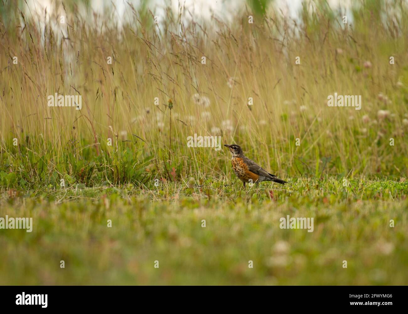 American bird photography hi-res stock photography and images - Alamy