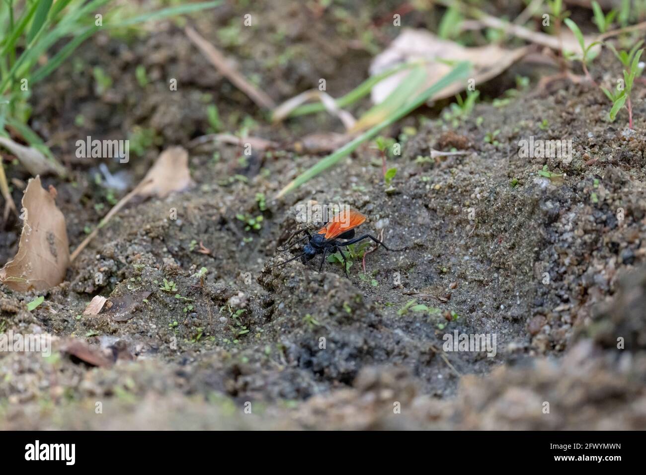 Winged flying insect in the Arizona Desert Stock Photo - Alamy