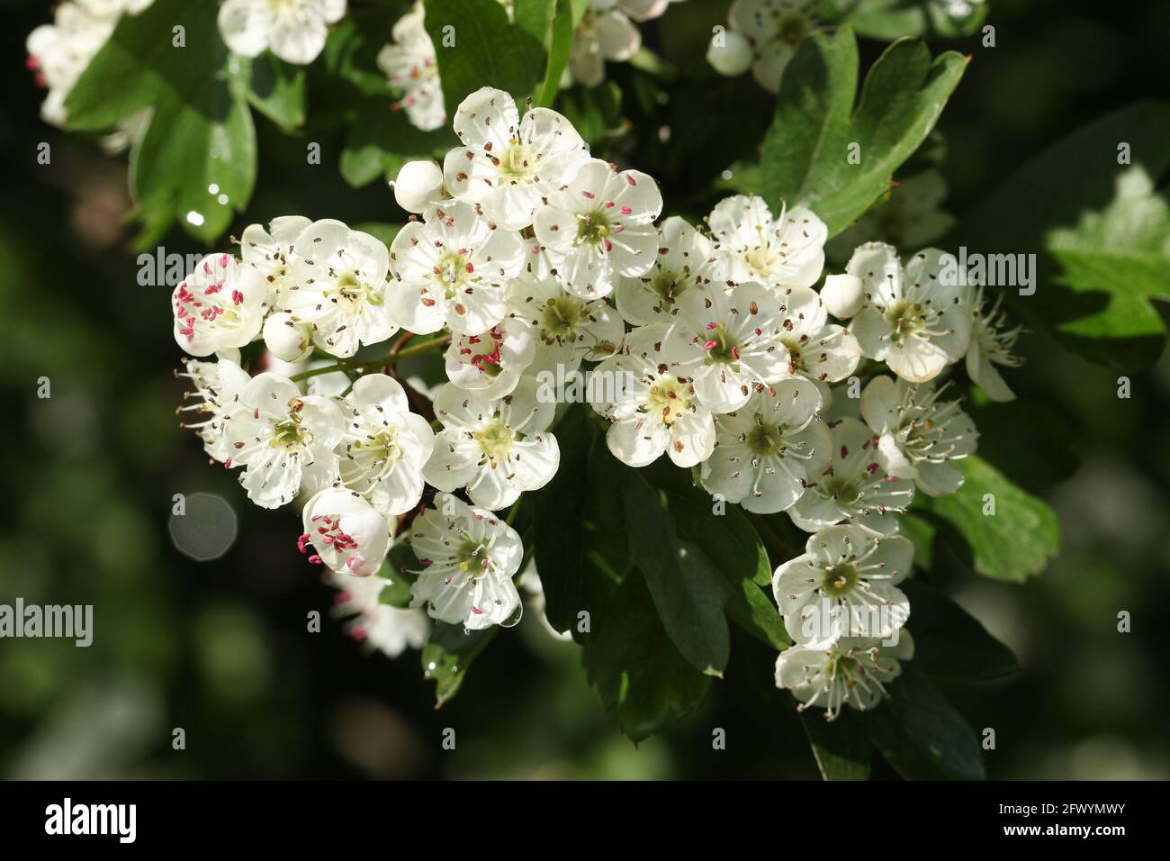 Wild hawthorn blossom may hi-res stock photography and images - Alamy