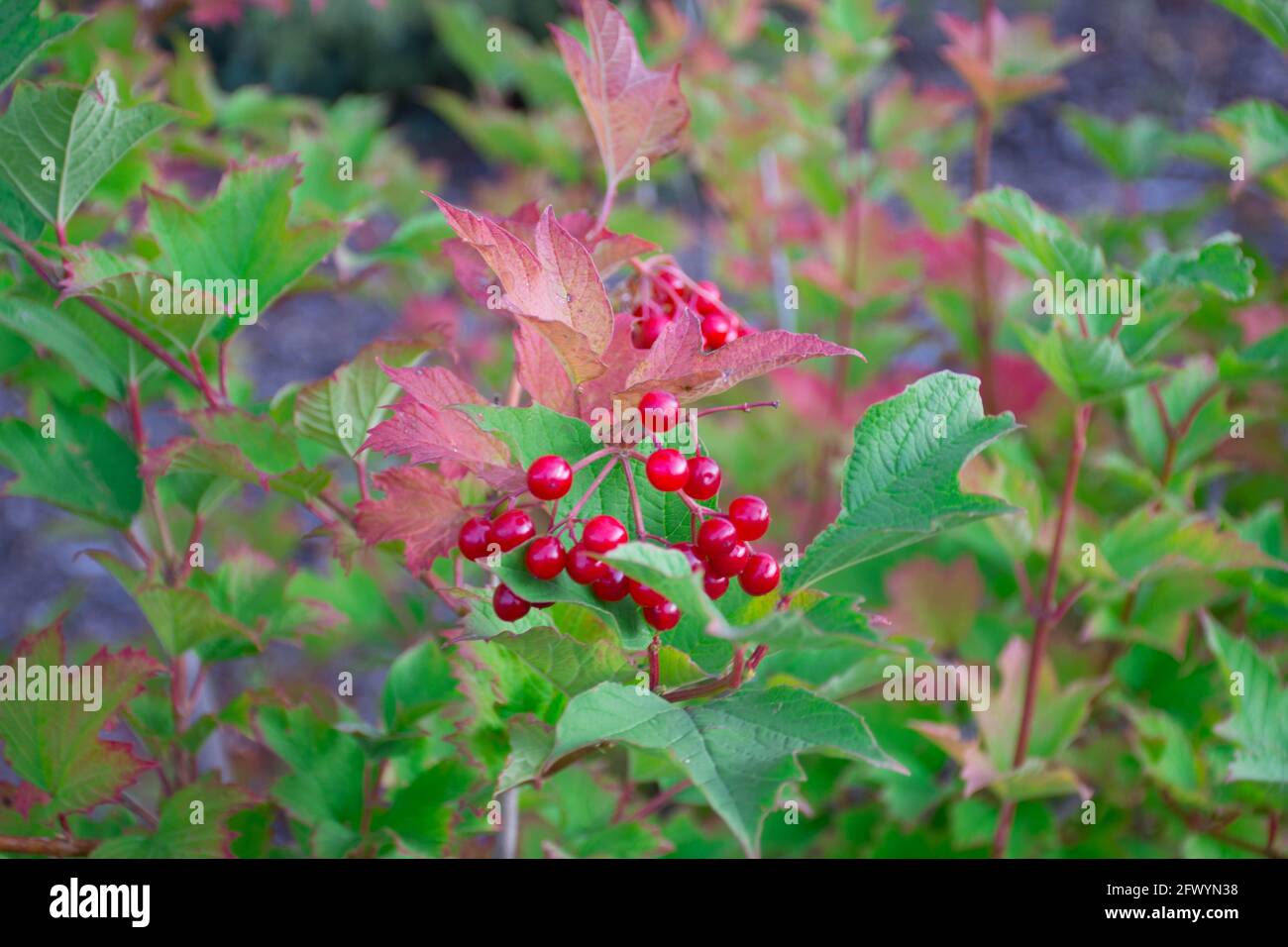 Summer Color, Spring, Beautiful leaves, Alberta Parks Stock Photo - Alamy