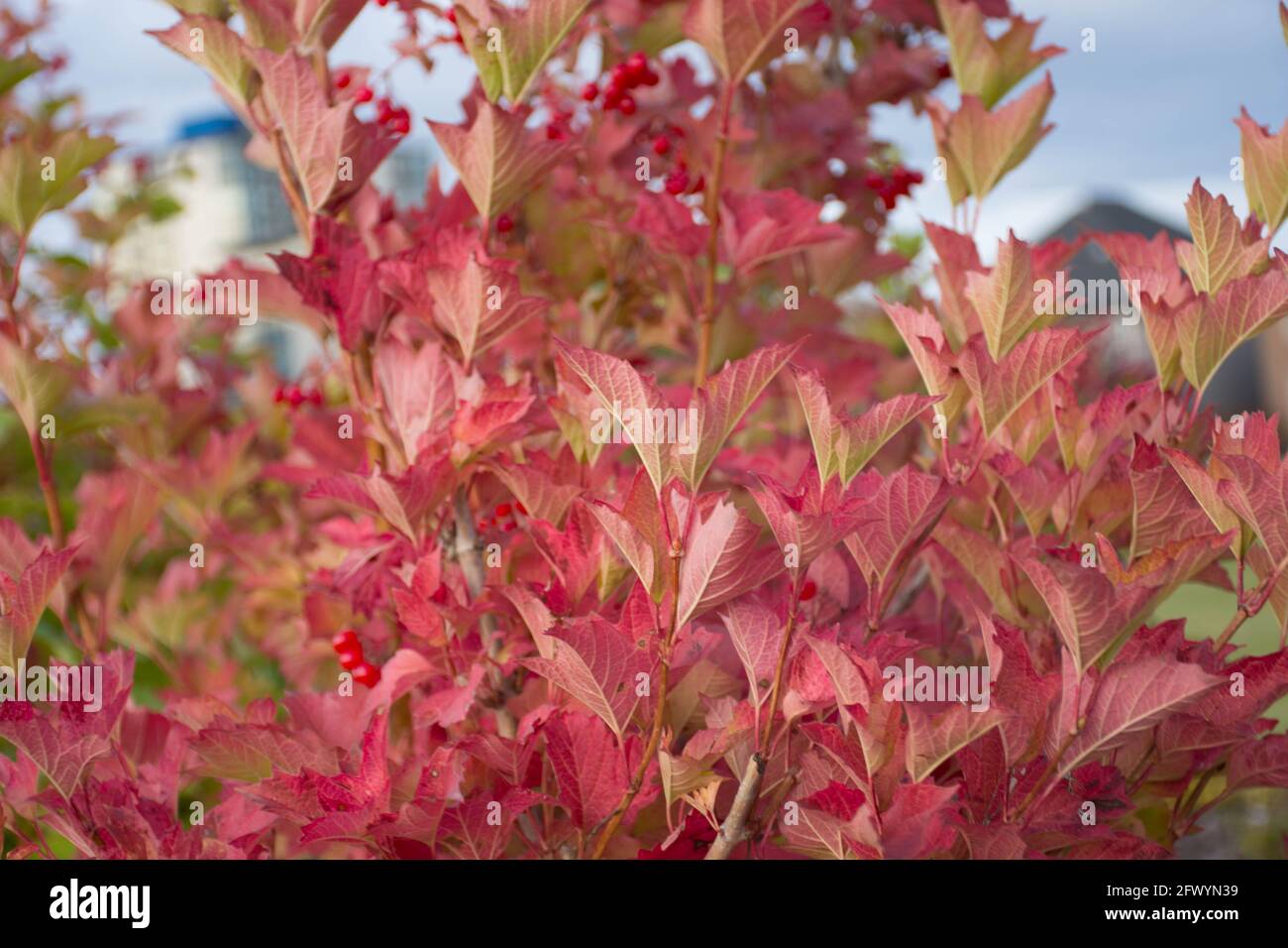 Summer Color, Spring, Beautiful leaves, Alberta Parks Stock Photo - Alamy