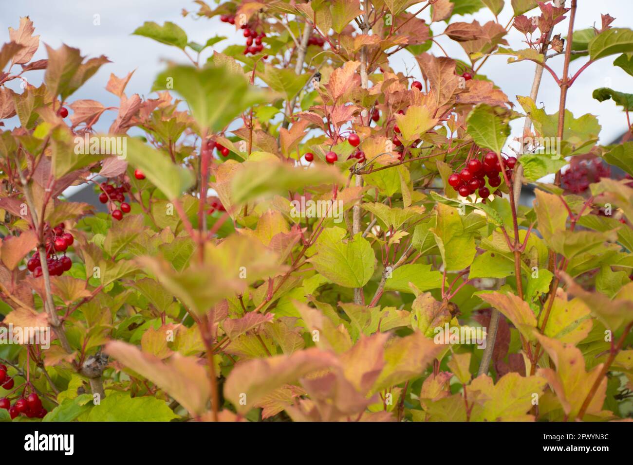 Cranberries Shrubs Beautiful tree Stock Photo - Alamy