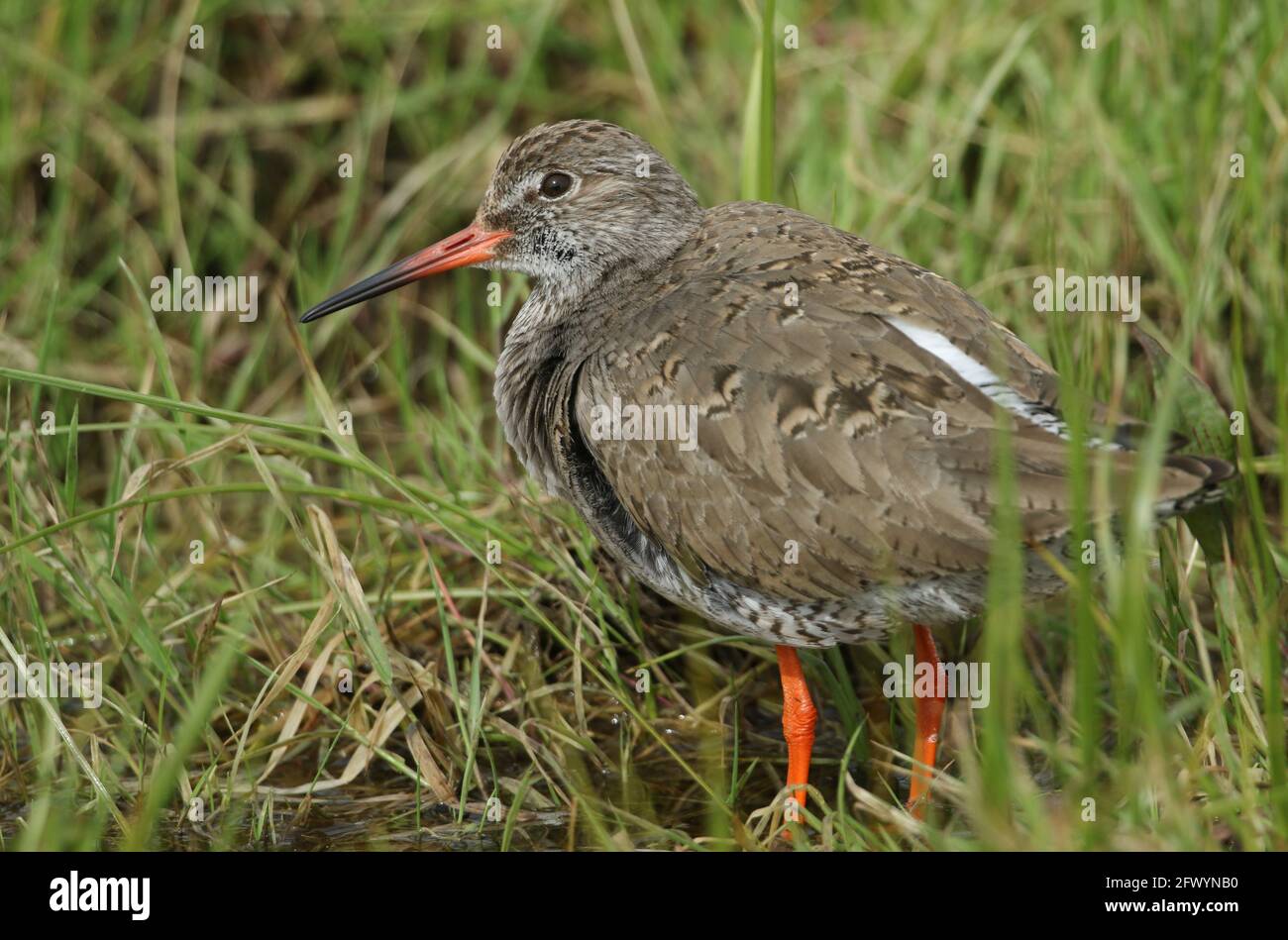 A pretty Redshank, Tringa totanus, feeding in a meadow in the UK Stock ...