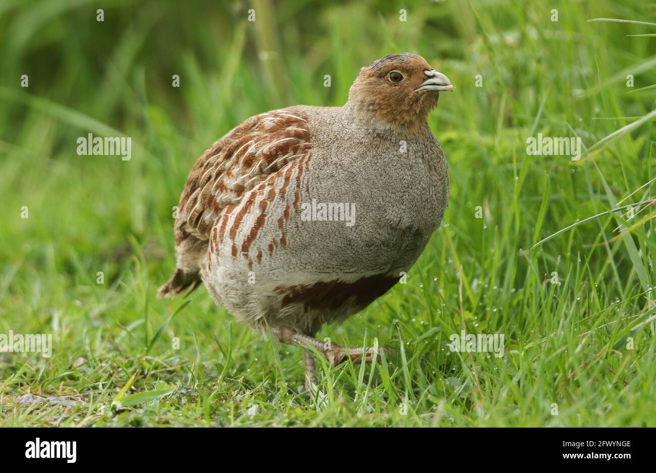 A rare Grey Partridge, Perdix perdix, feeding in a field in the UK ...