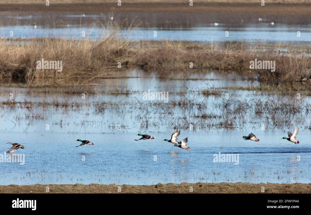 Common Duck in migration above water during spring. Sunshine, reed and ...