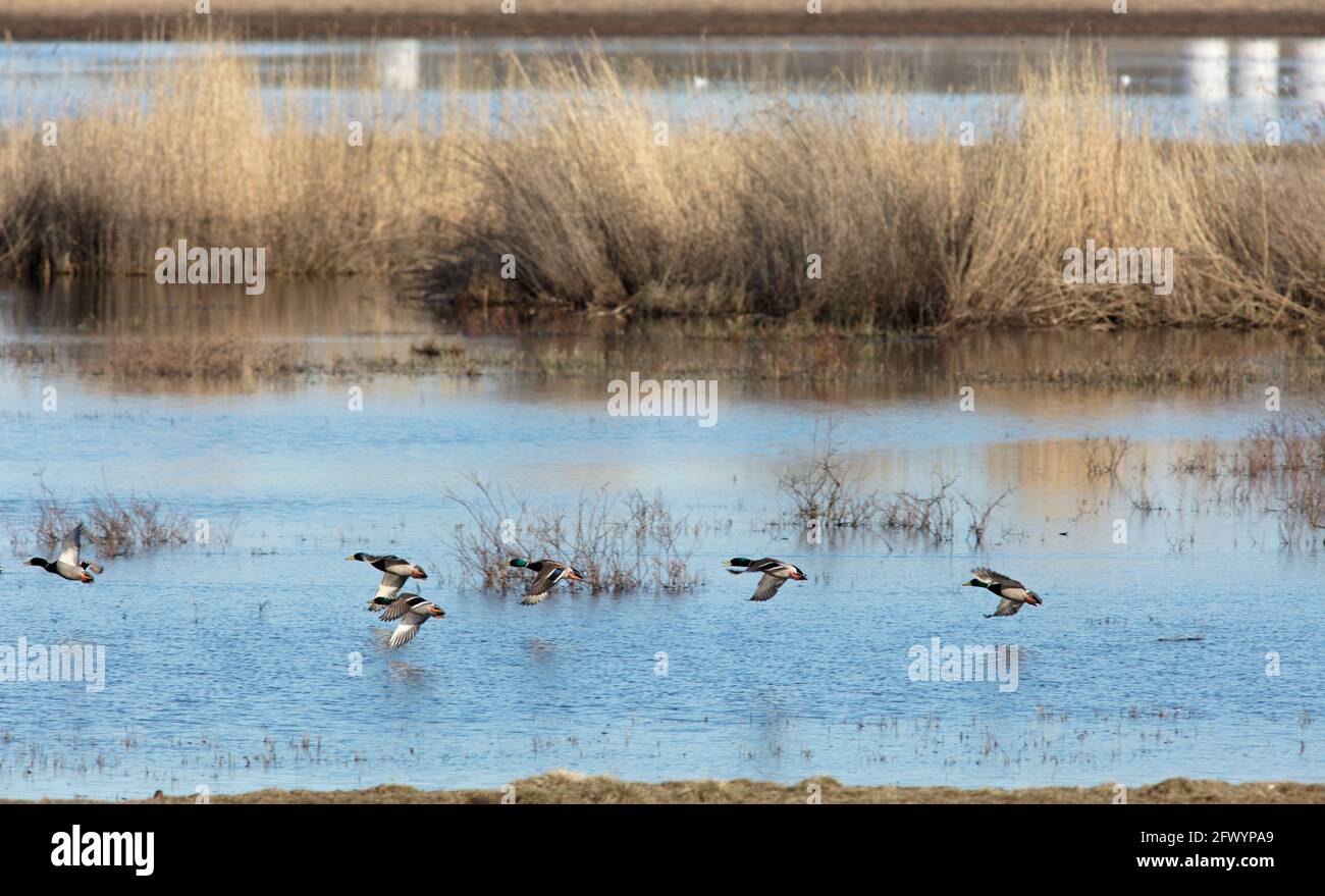 Common Duck in migration above water during spring. Sunshine, reed and ...