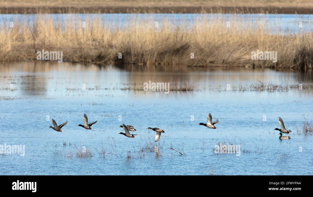 Common Duck in migration above water during spring. Sunshine, reed and ...