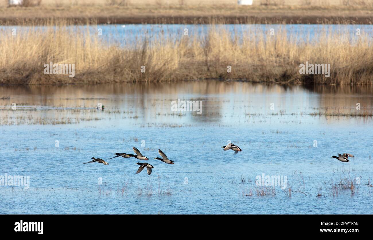 Common Duck in migration above water during spring. Sunshine, reed and ...