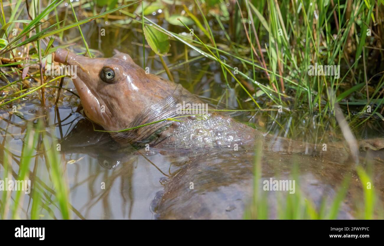 Under water weeds hi-res stock photography and images - Alamy