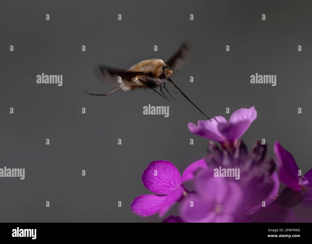 Dark edged bee fly uk hi-res stock photography and images - Alamy